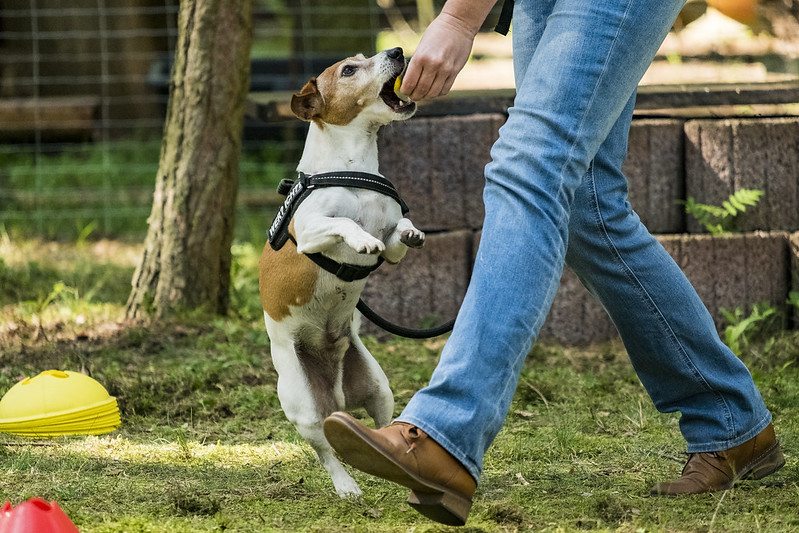 How to have fun with your puppy